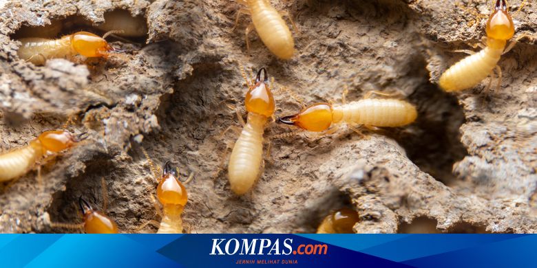 Ketahui, Ini Tanda Adanya Rayap di Rumah dan Cara Membasminya