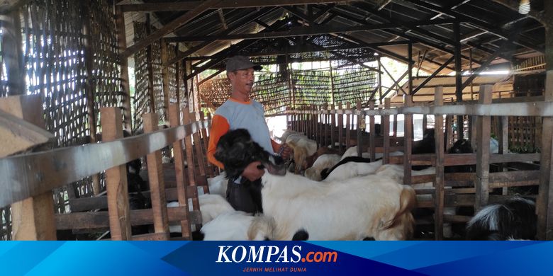 Tips Memilih Kambing Kurban yang Sehat bagi Pemula, Apa Saja?