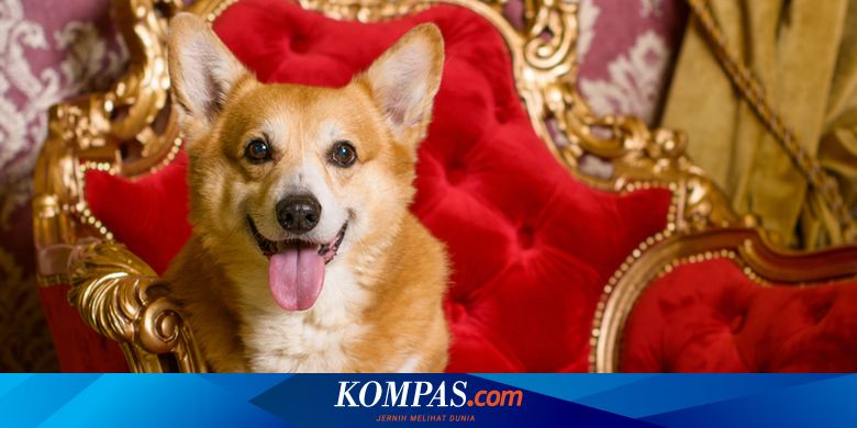 Berita Harian Anjing Peliharaan Ratu Elizabeth Ii Terbaru Hari Ini ...
