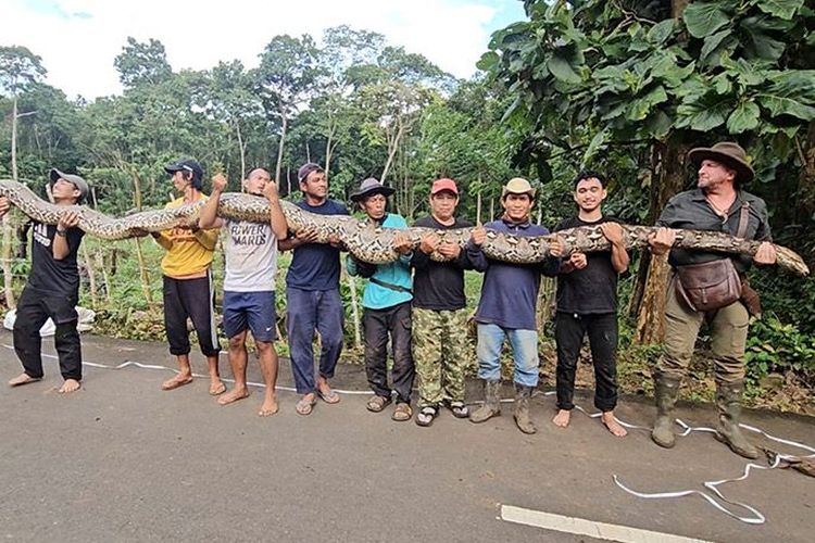 Sanca Kembang Terpanjang di Dunia Ditemukan di Maros, Sulawesi