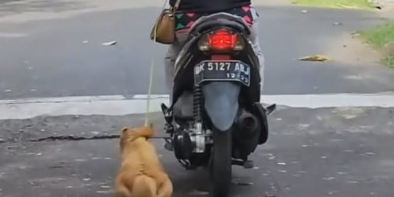 Berita Harian Ibu Ibu Di Bali Bawa Motor Dan Seret Anjing Terbaru Hari ...