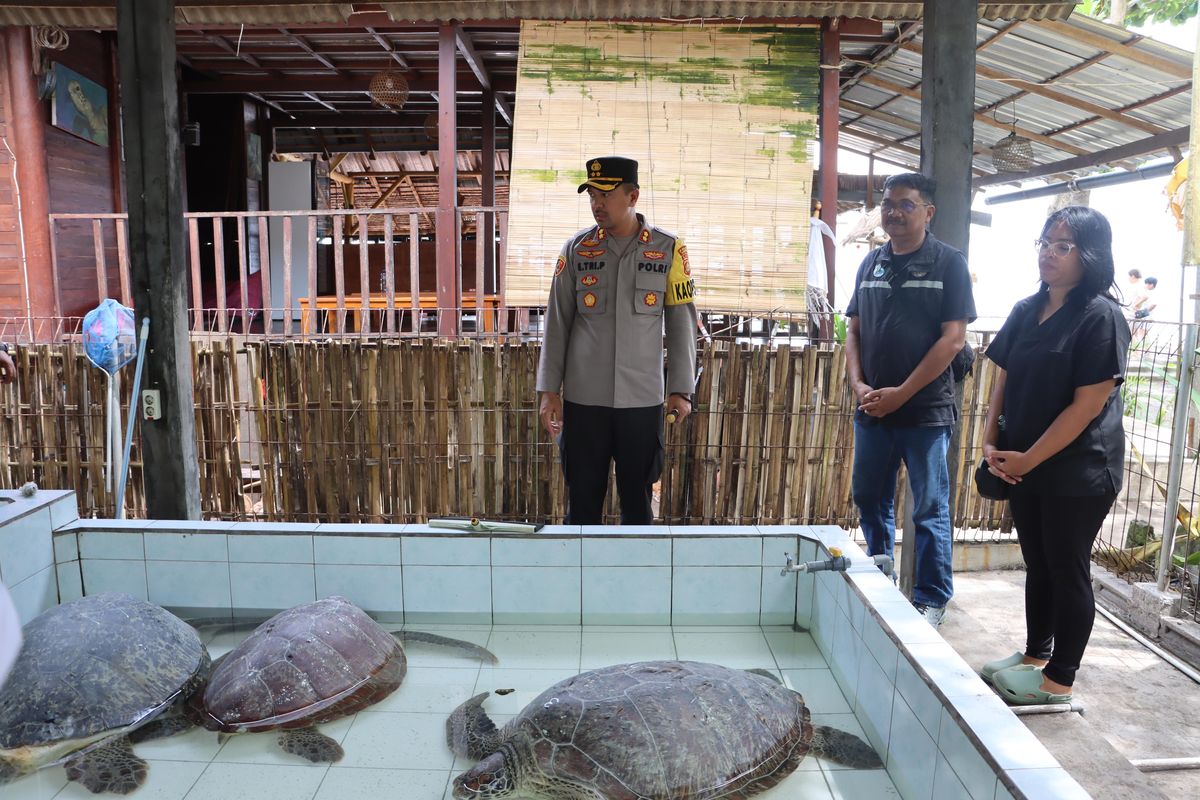 5 Penyu Korban Penyelundupan di Jembrana Dirawat di Tempat Konservasi
