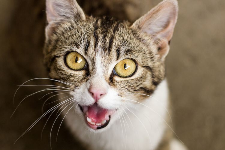 Kenapa Kucing Mengeong Terus? Ini 9 Alasannya