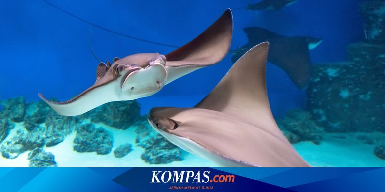 Berita Terkini Harian Apakah Ikan Bisa Tenggelam Terbaru Hari Ini ...