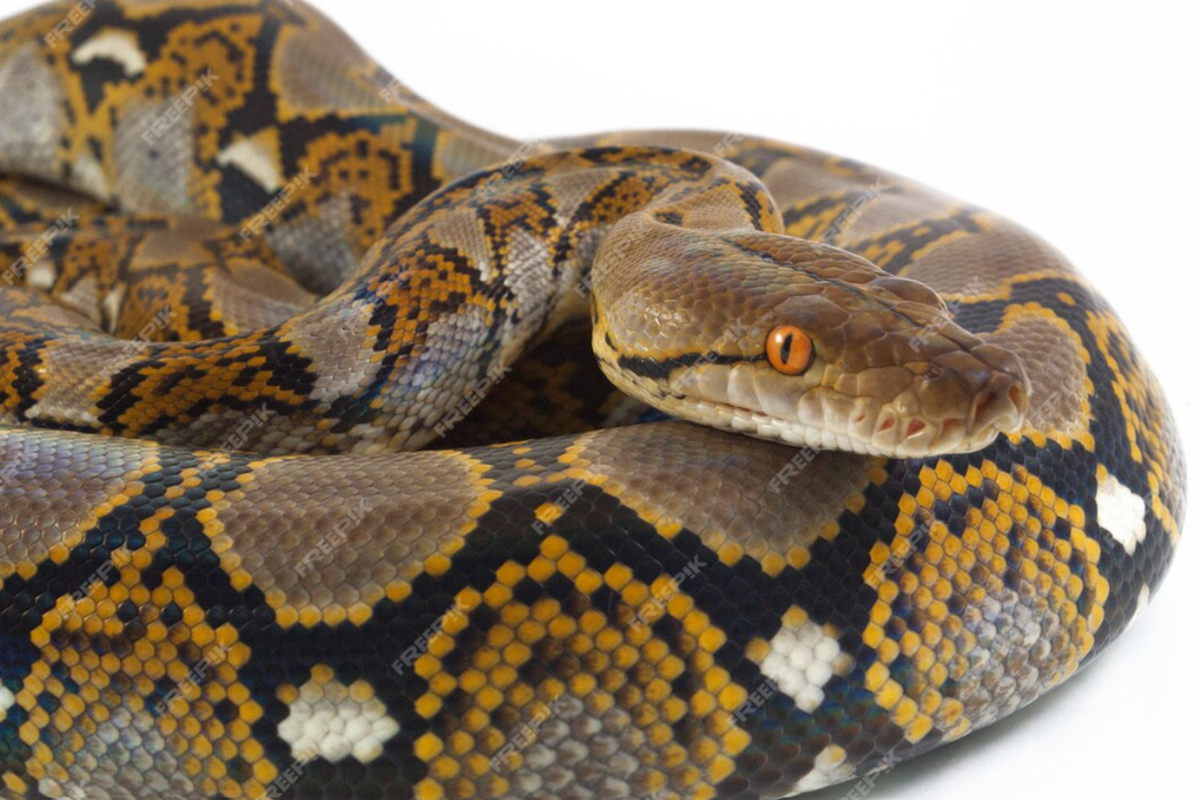 Pakar IPB Ungkap Penyebab Ular Piton Muncul di Sekitar Rumah