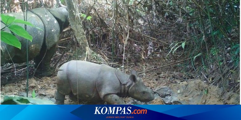 Badak Jawa Kembali Lahir di Ujung Kulon, Populasi Bertambah Jadi 81