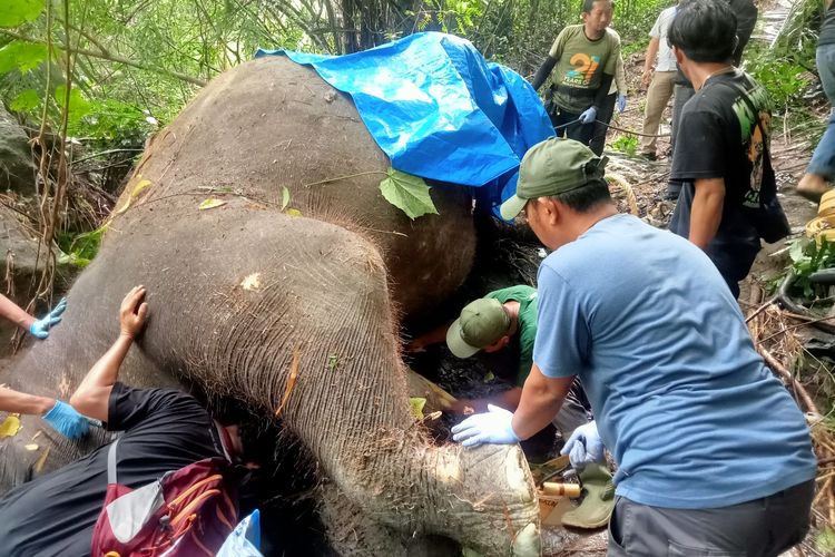 Gajah Molly dari Bali Zoo Ditemukan Mati di Sungai