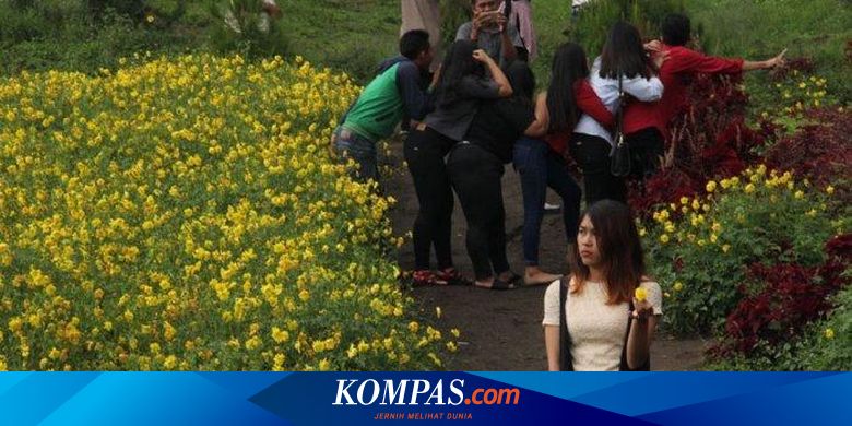Taman Bunga Sapo Juma di Karo: Daya Tarik, Harga Tiket, dan Jam Buka