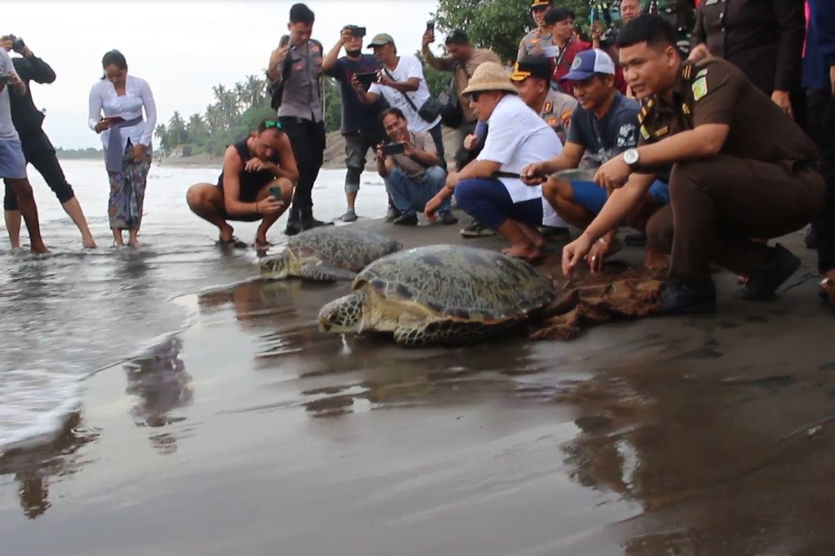19 Penyu Hijau Selundupan Dilepasliarkan di Jembrana