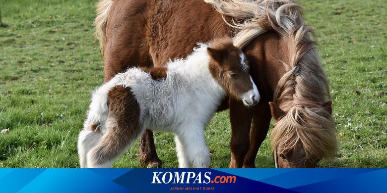 Kuda Poni Makan Apa?