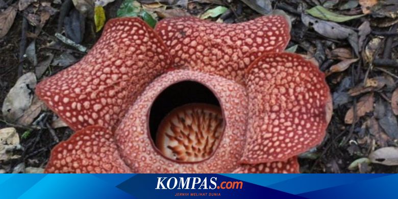 Bunga Rafflesia Mekar Sempurna di Rhino Camp TNBBS Pesisir Barat
