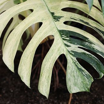 5 Alasan Kenapa Harga Monstera Mahal