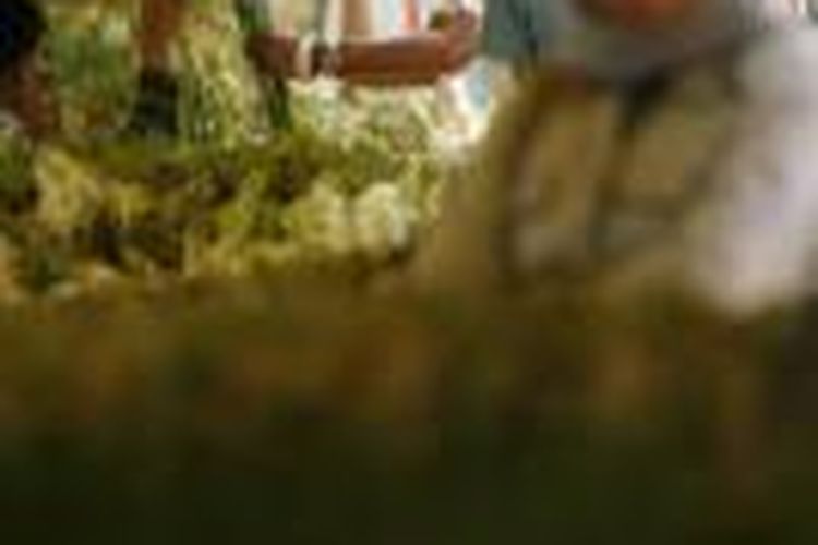 Oase Bunga Segar di Tengah Jakarta