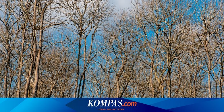 Waspadai Ini Penyakit Yang Rentan Muncul Memasuki Musim Kemarau
