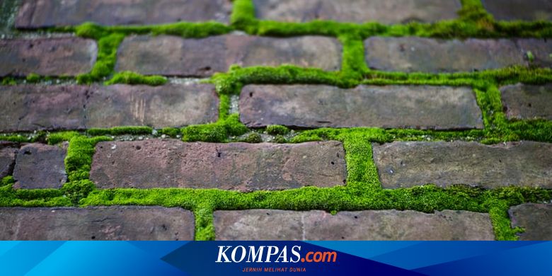 Jenis-jenis Tumbuhan Lumut dan Contohnya - TrendRadars Indonesia