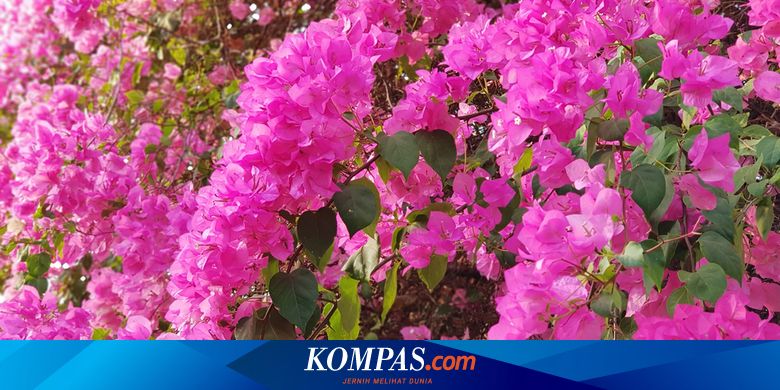6 Bunga Tropis yang Bisa Ditanam di Dalam dan Luar Rumah