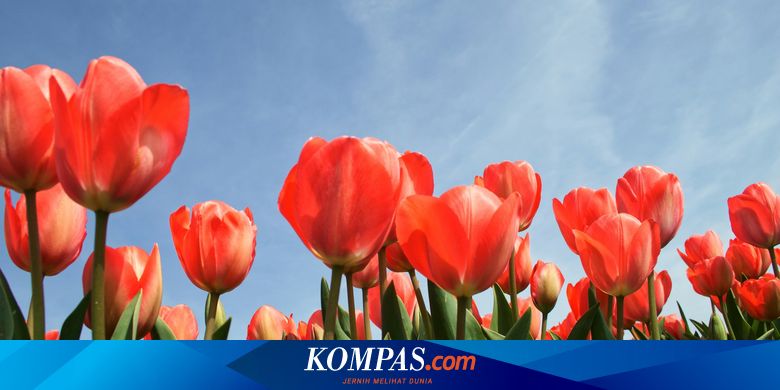 Makna Bunga Tulip Berdasarkan Warna, Mana yang Kamu Suka?