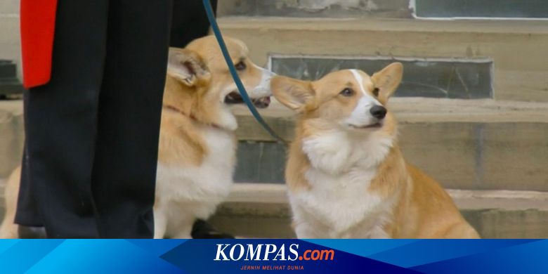 Berita Harian Anjing Corgi Milik Ratu Elizabeth Ii Terbaru Hari Ini ...