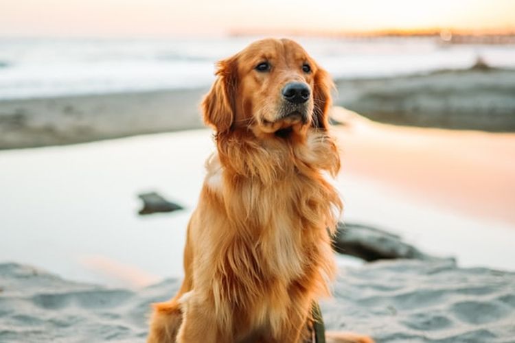 10 Fakta Menarik Golden Retriever, Si Anjing Ceria yang Serbaguna
