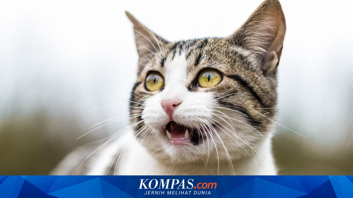 Hidung Kucing Beringus, Apakah Ini Normal?