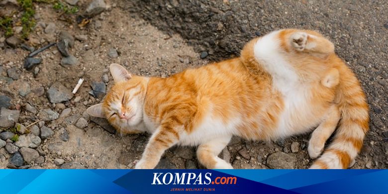 Menarik Ekor Bisa Berdampak Buruk bagi Kesehatan Kucing, Ini Bahayanya