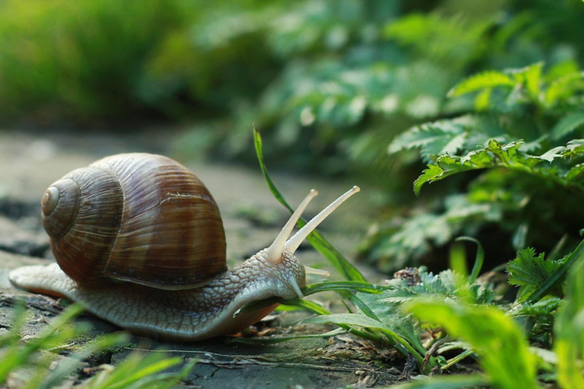 7 Cara Membasmi Siput dari Kebun