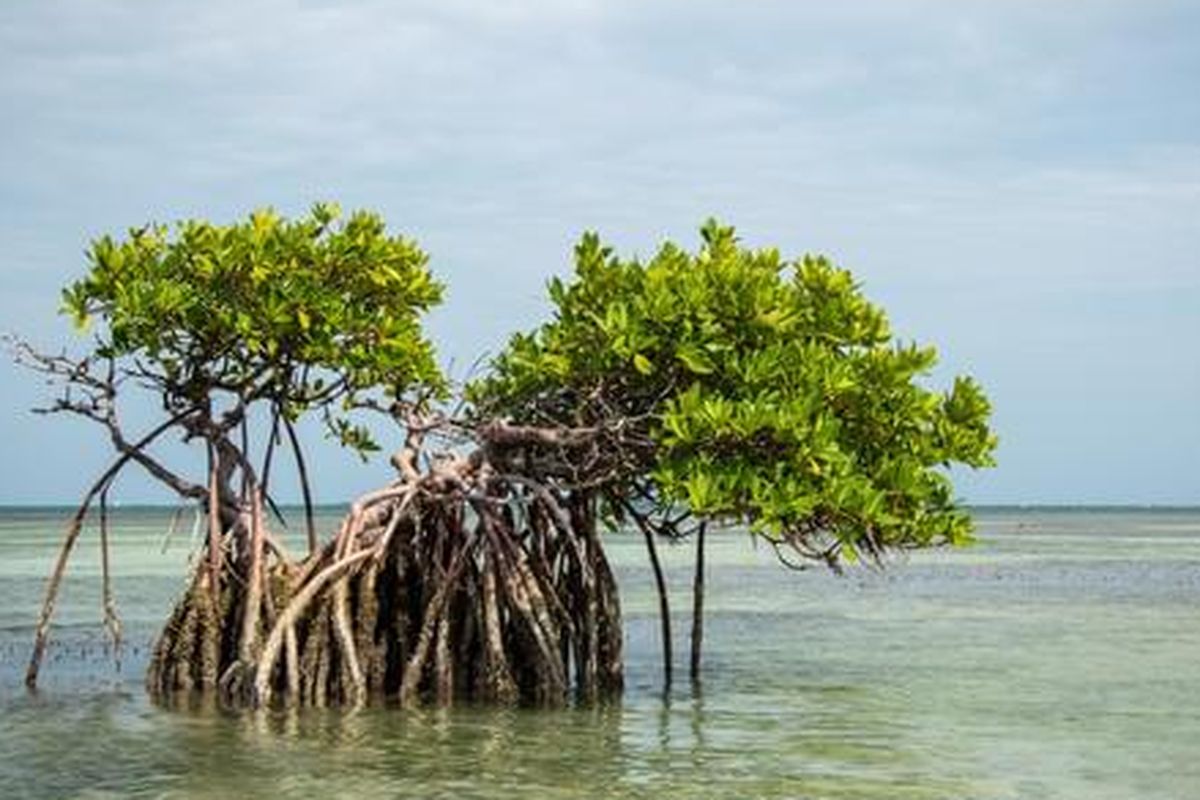 Di Tengah Gencarnya Jargon Karbon Biru, Mangrove dan Lamun Menyusut