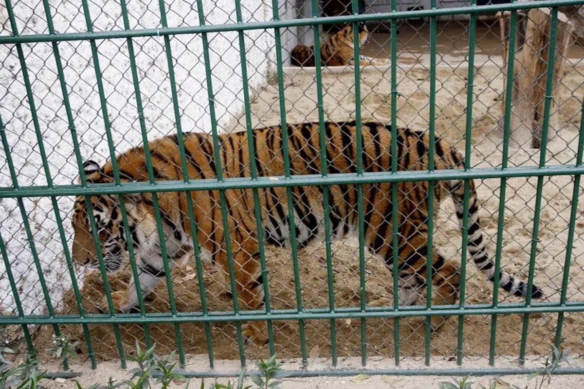 47 Harimau Mati Karena Flu Burung di Kebun Binatang Vietnam, Ancaman ...