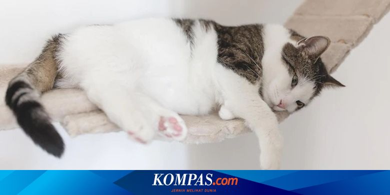 3 Tanda Kucing Peliharaan Sedang Stres, Apa Saja?