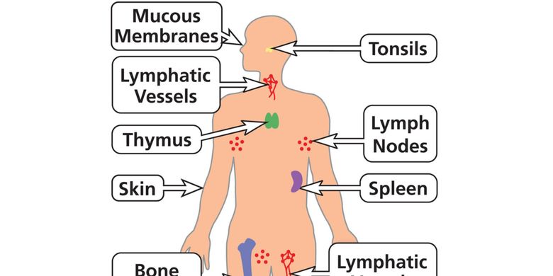 Organ Sistem Imun Dalchaebi