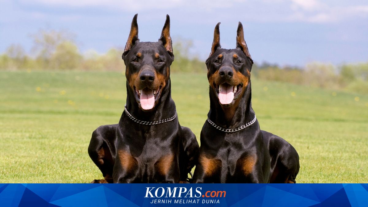 8 Ras Anjing K9 yang Cerdas dan Populer, Banyak Bantu Tugas Polisi