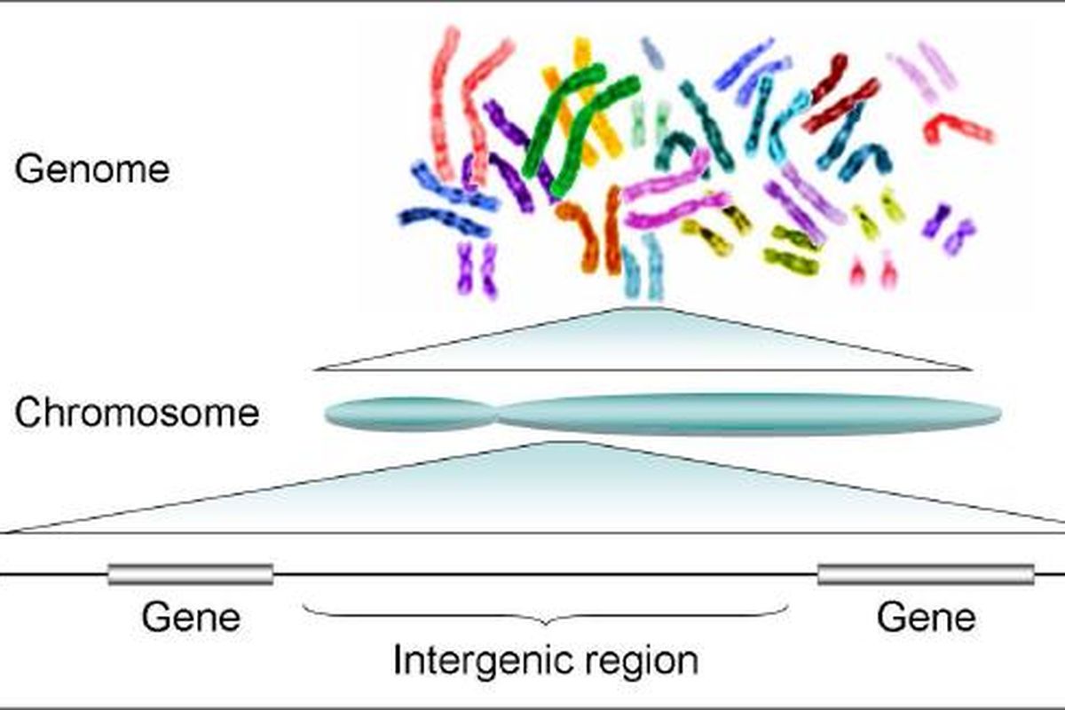 3 Fungsi Gen sebagai Sebuah Materi Hereditas