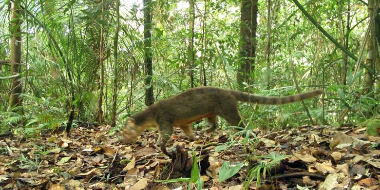 Berita Harian Musang Sulawesi Terbaru Hari Ini - Kompas.com