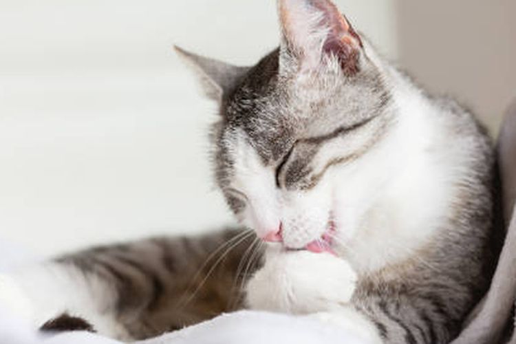 Kenapa Kucing Suka Menjilati Kakinya Setelah Makan?