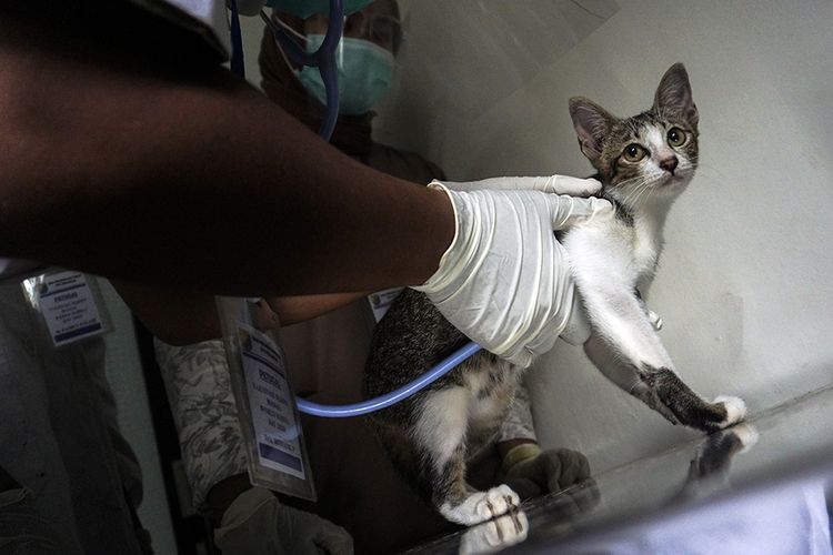 Foto : 23 Kucing di Pasar Barito Disuntik Vaksin Rabies