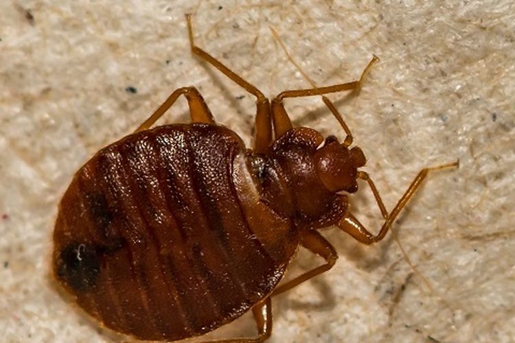 6 Tanda Ada Kutu Busuk di Tempat Tidur dan Cara Mencegahnya