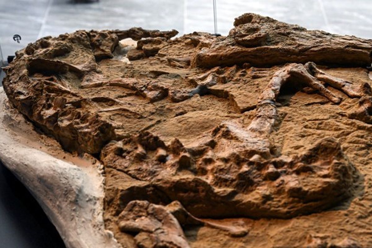 Peneliti Temukan Fosil Buaya Purba Berusia 10 Juta Tahun di Peru