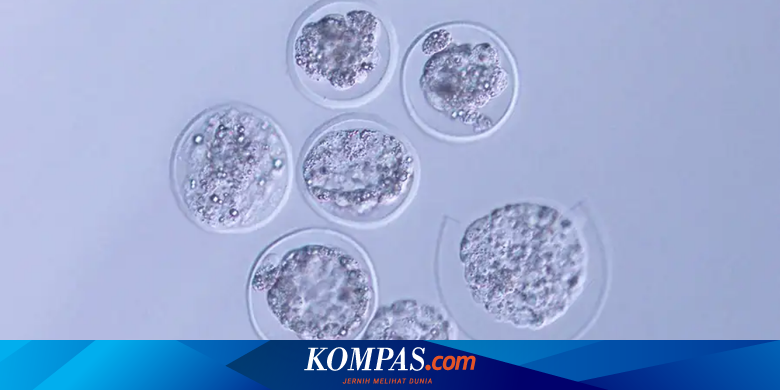 Embrio Tikus Pertama Kali Dibiakkan di Luar Angkasa, untuk Apa?