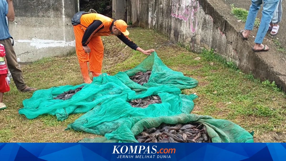Daging Ikan Sapu-sapu di Kali Ciliwung Jaktim Dijual untuk Siomay dan ...