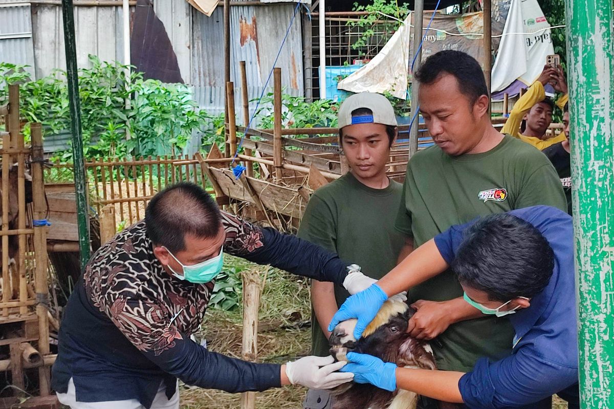 82 Hewan Kurban yang Terkena Flu di Jaktim Diberi Vitamin