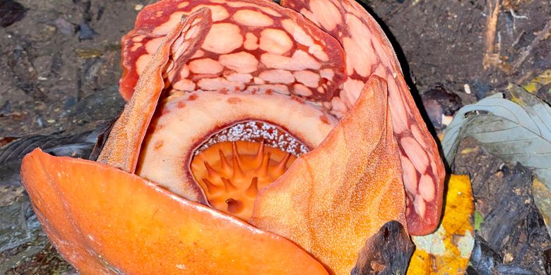 Rafflesia hasseltii Tumbuh di Jalur Harimau, Apa Peran Hewan Buas Jaga ...