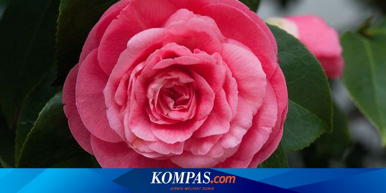 Salah Satu Bunga Terlangka di Dunia, Hanya Tumbuh di Inggris dan ...