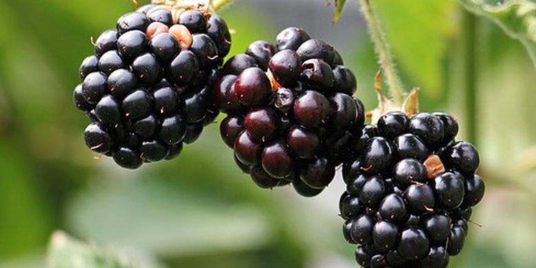 Mudah, Begini Cara Menanam Blackberry agar Tumbuh Subur