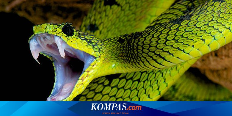 Antivenom Generasi Baru Kalahkan Bisa dari 17 Jenis Ular Mematikan