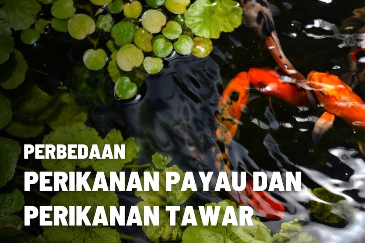 Perbedaan Perikanan Air Payau dan Air Tawar