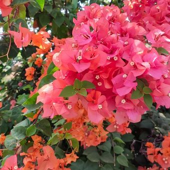 9 Fakta Menarik Bunga Bugenvil, Cantik dan Simbol Gairah