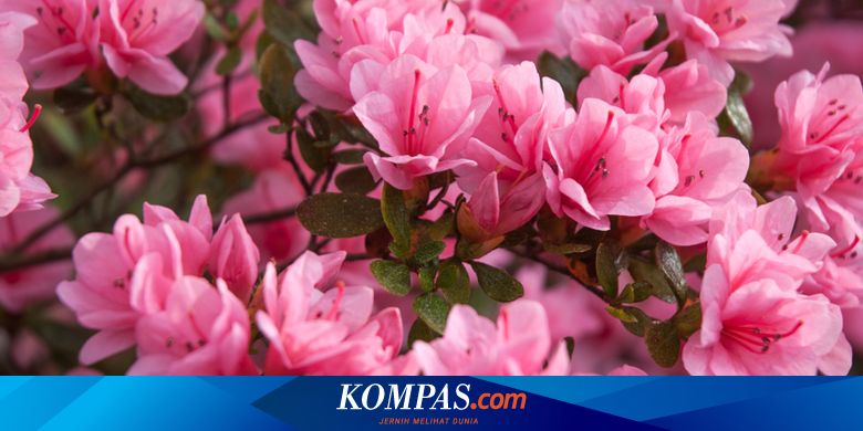 Manfaat Cola untuk Bunga Azalea dan Cara Pakainya