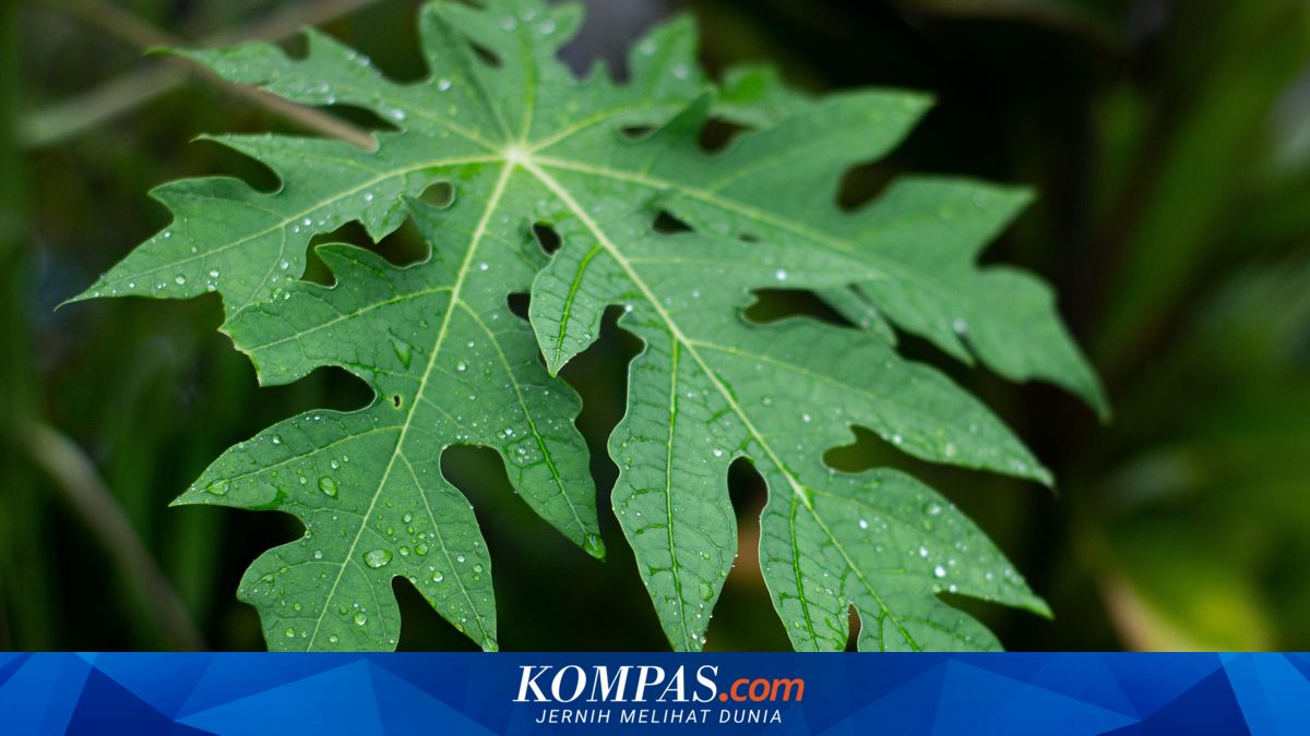 Meski Punya Banyak Manfaat, Ada 5 Efek Samping Konsumsi Daun Pepaya ...
