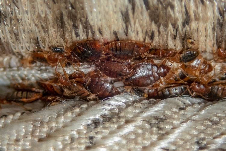 6 Tanda Ada Kutu Busuk di Tempat Tidur dan Cara Mencegahnya