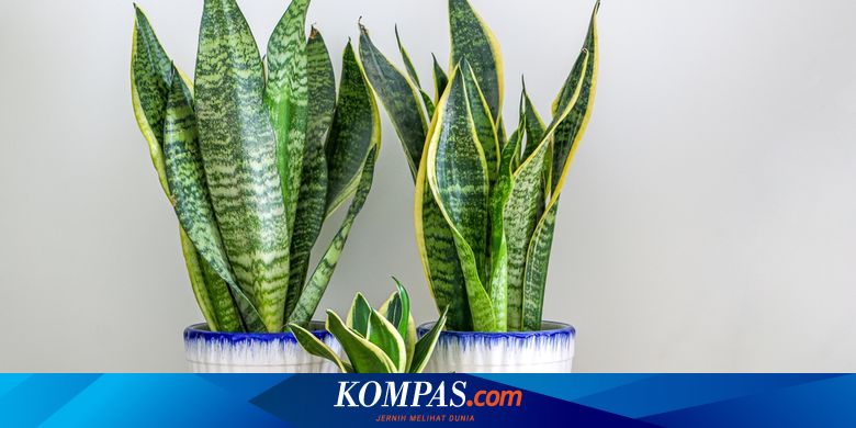 4 Tanaman Penyerap Racun Rokok, Bisa Diletakkan di Dalam Rumah